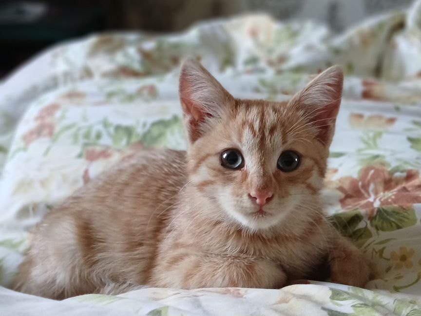 Рыжий котенок с голубыми глазами