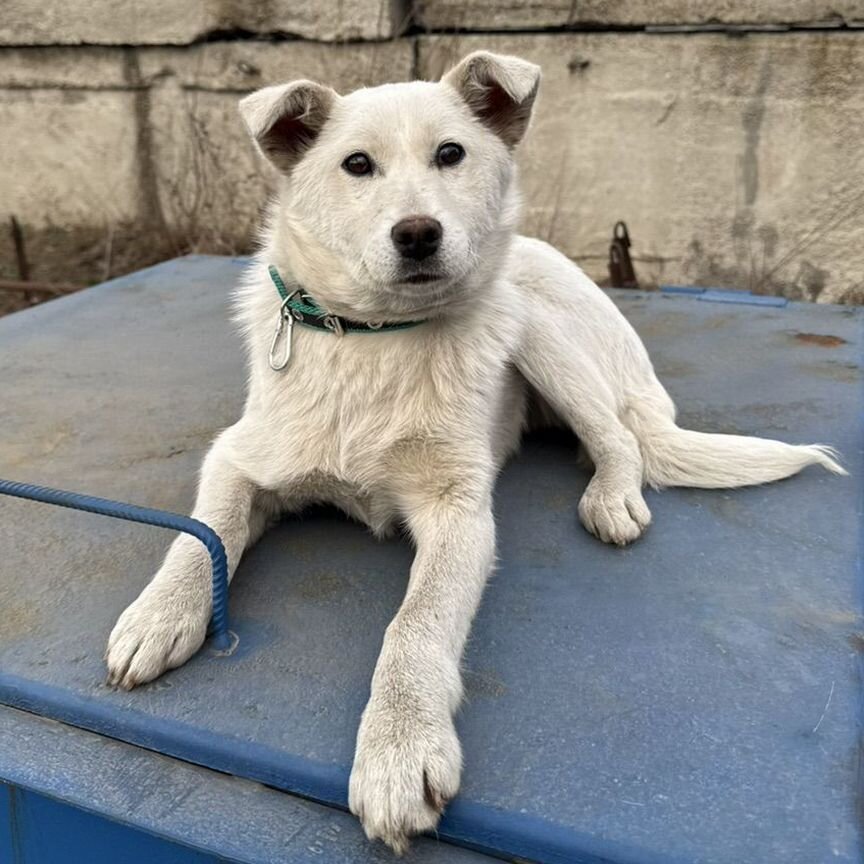 Щенок в добрые руки