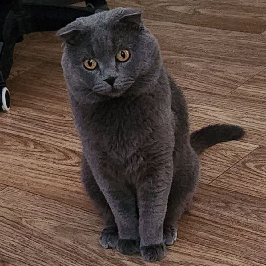 Шотландский вислоухий длинношёрстный, взрослый кот