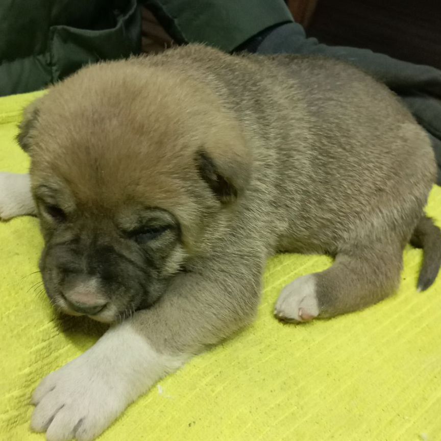 Собаки щенки, волкодав