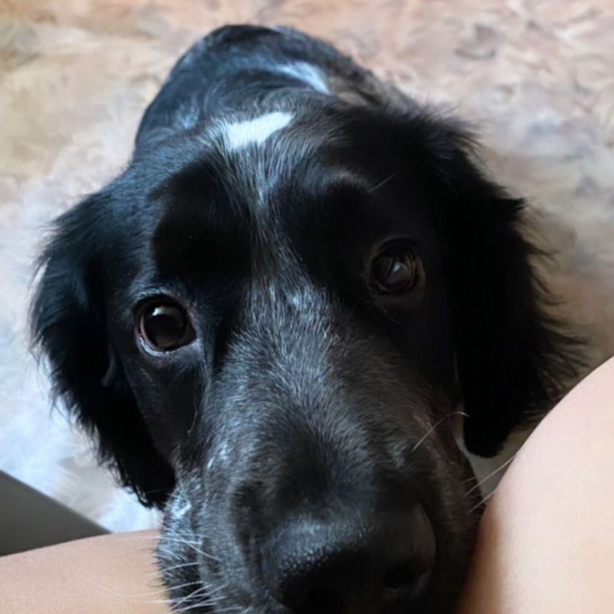 Собака в добрые руки