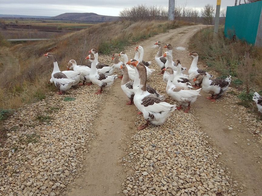 Гусиь породы холмогор