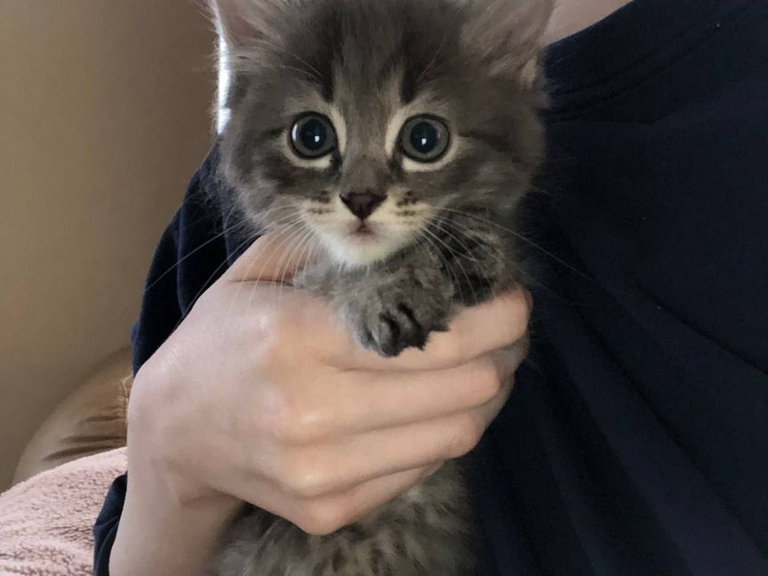 Котенок