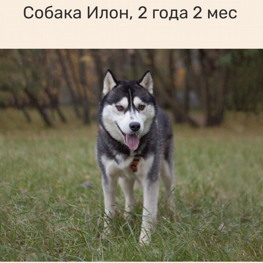 Собака в добрые руки