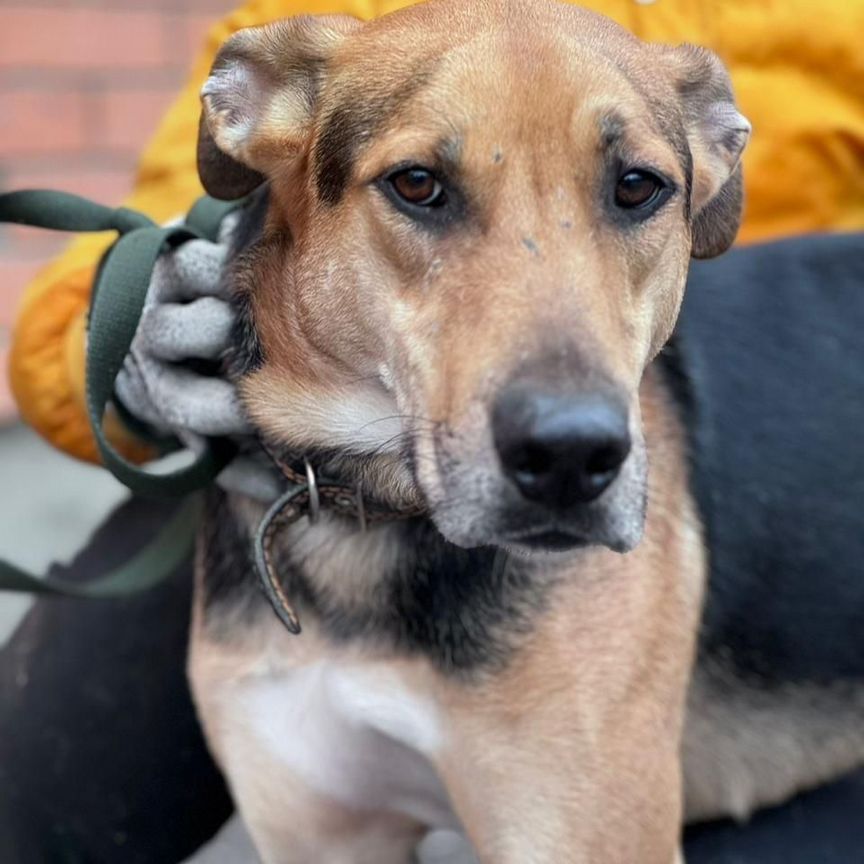 Молодой симпатичный Джастин из приюта ищет семью