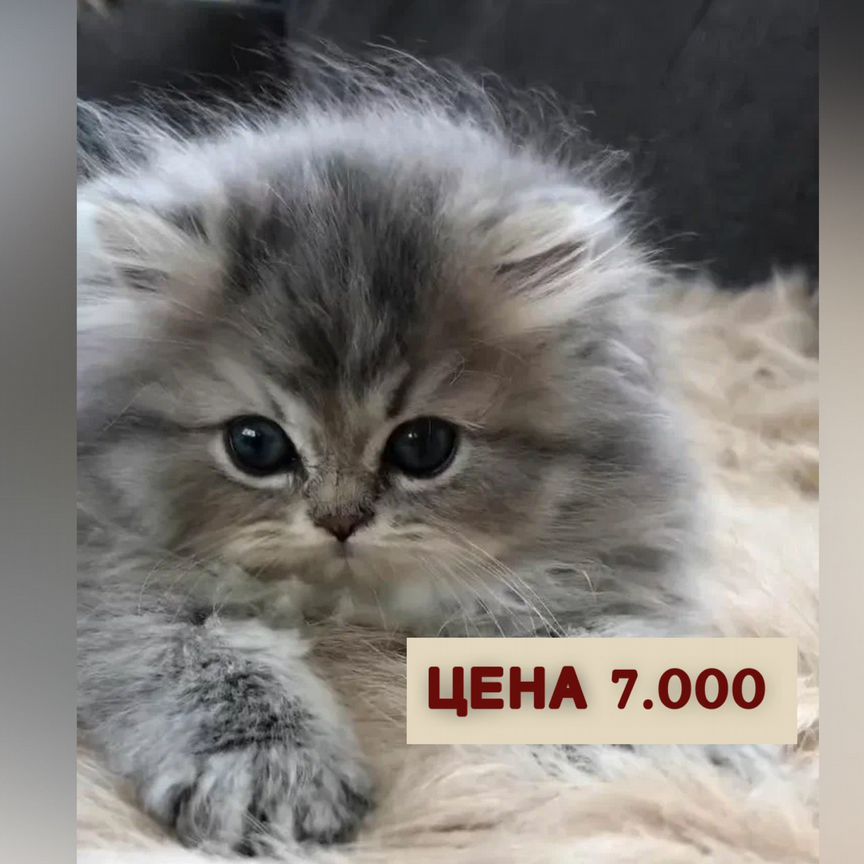 Персидский котёнок