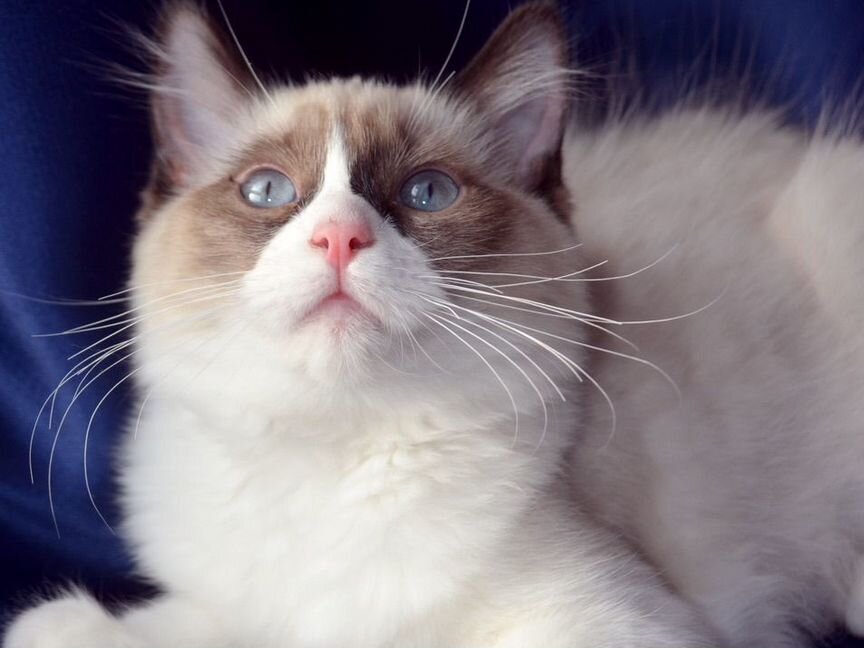 Нежная и ласковая девочка сил биколор