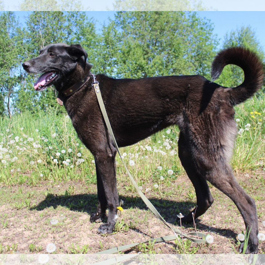 Взрослый пёс в добрые руки