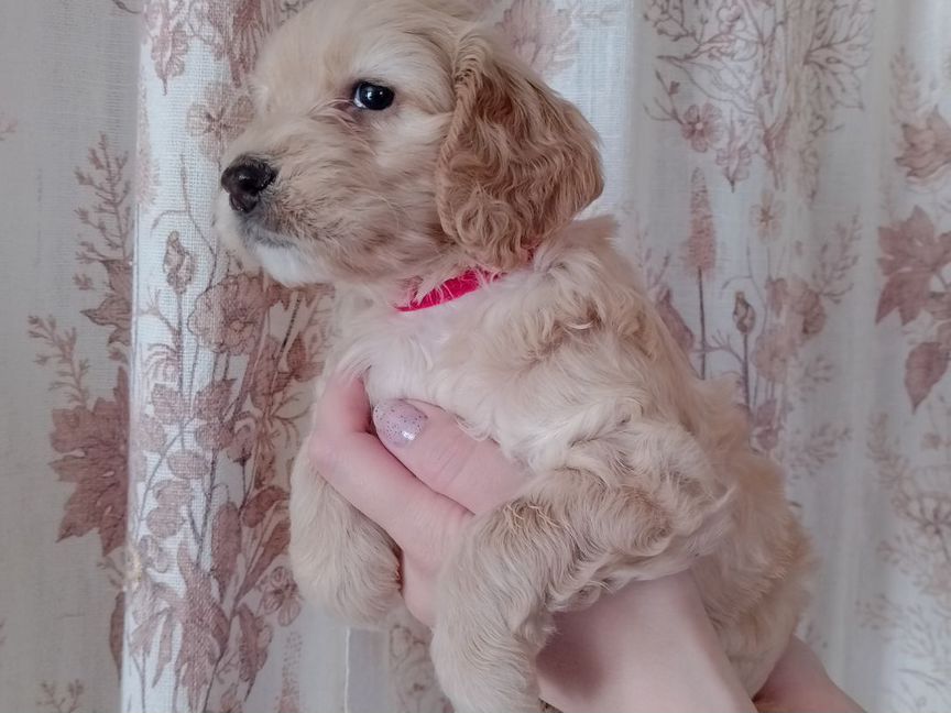 Щенок кокапу