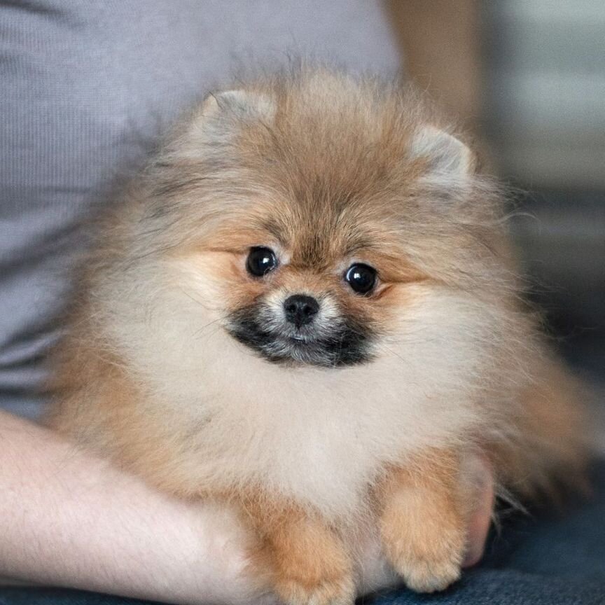 Малышка - коротышка для любви