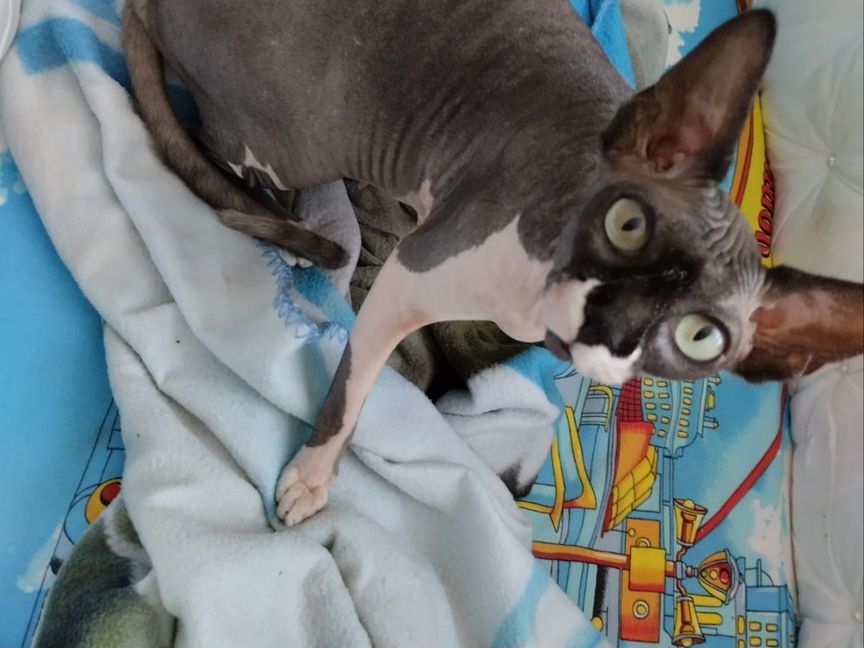 Хочу в семью