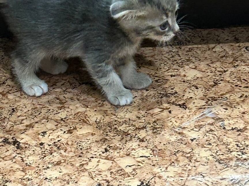 Шотландские вислоухие котята