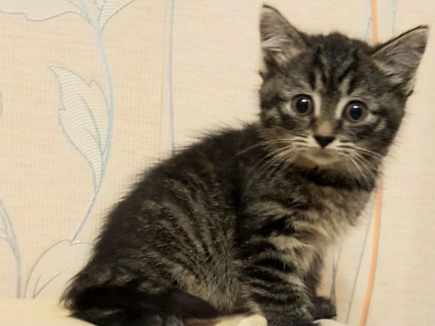 Котенок девочка Фаина