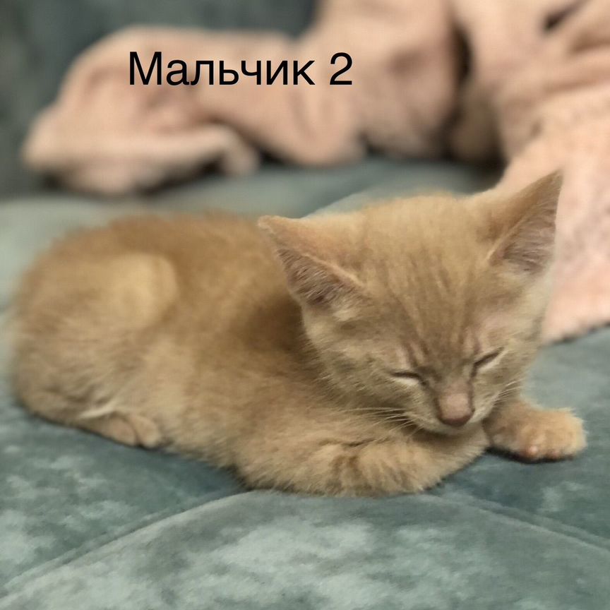 Котята в добрые руки 2 мес