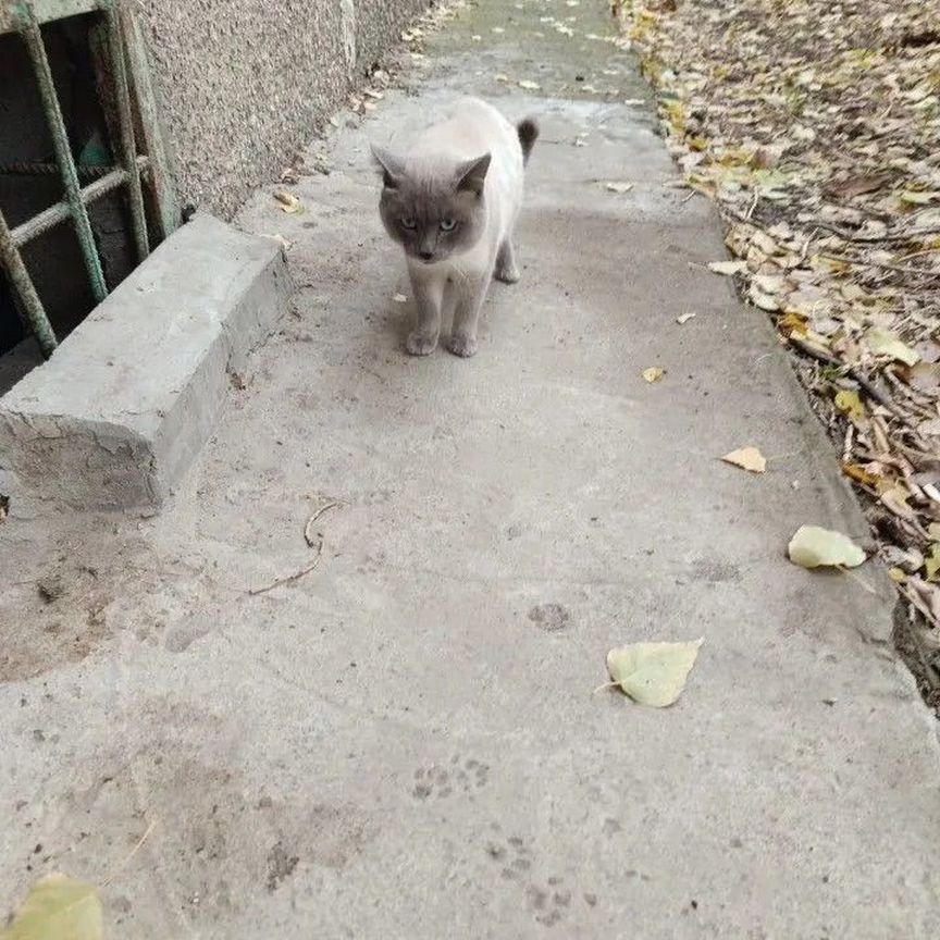 Кошт в добрые руки