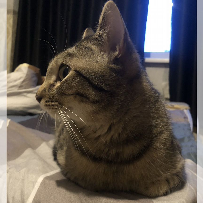 Домашний кот беспородный