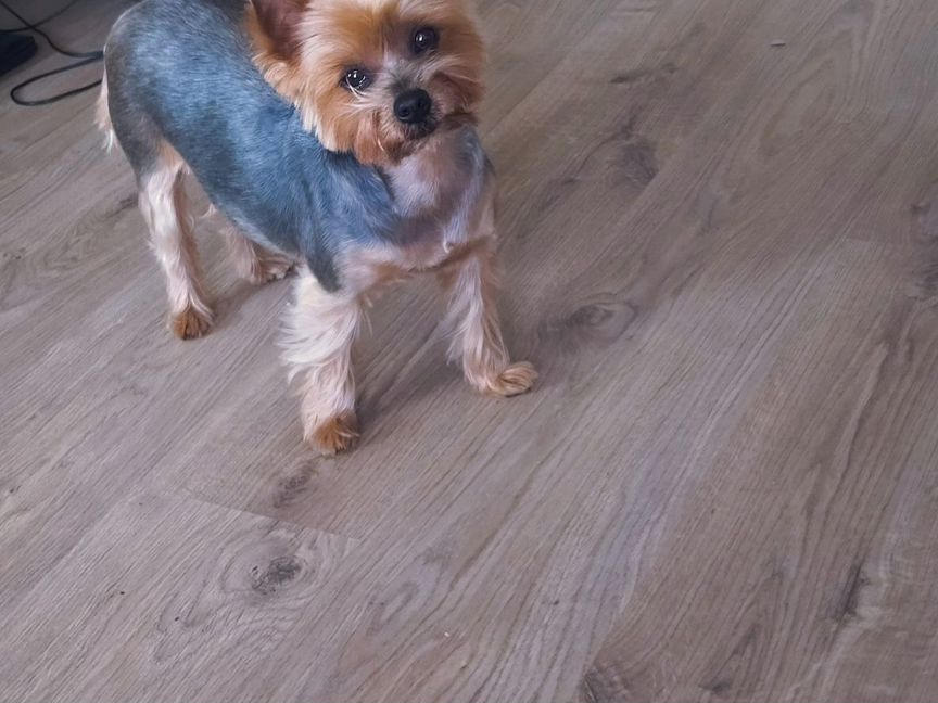 Йоркширский терьер