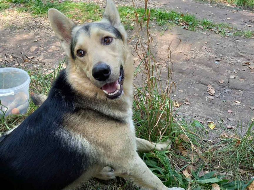 Собака в добрые руки отдам бесплатно