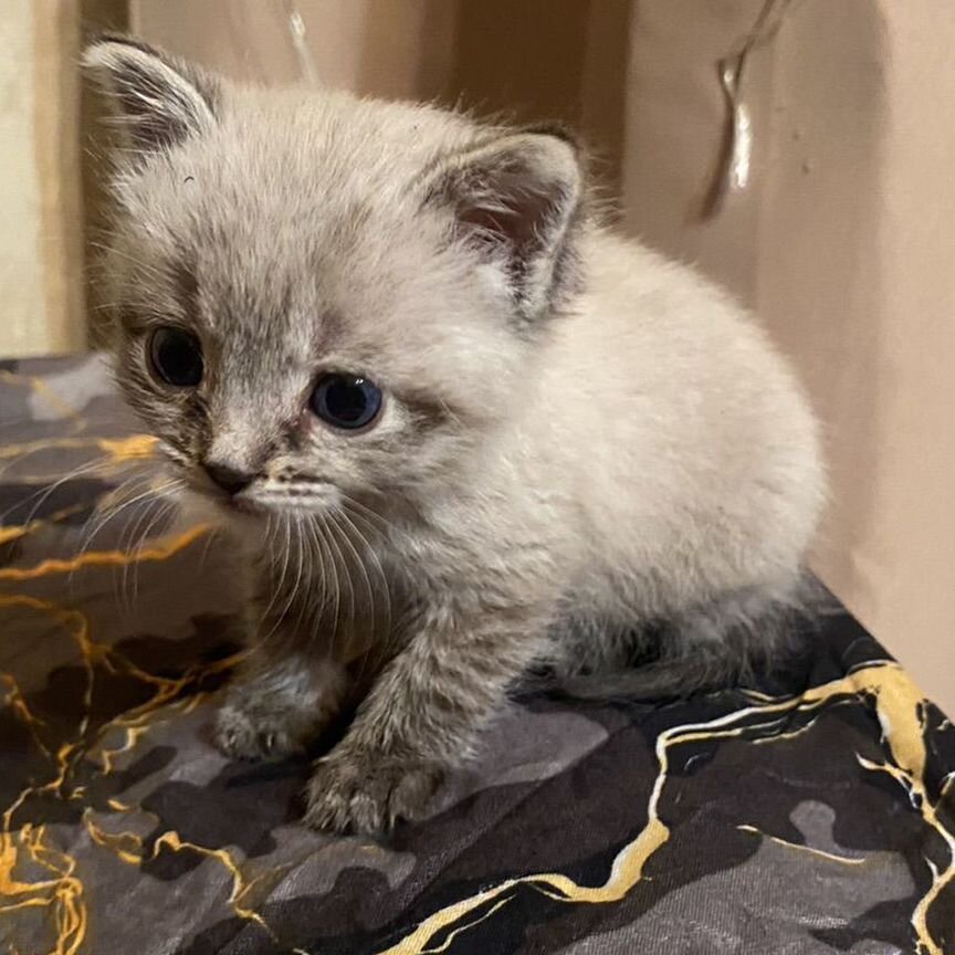 Шотландские котята