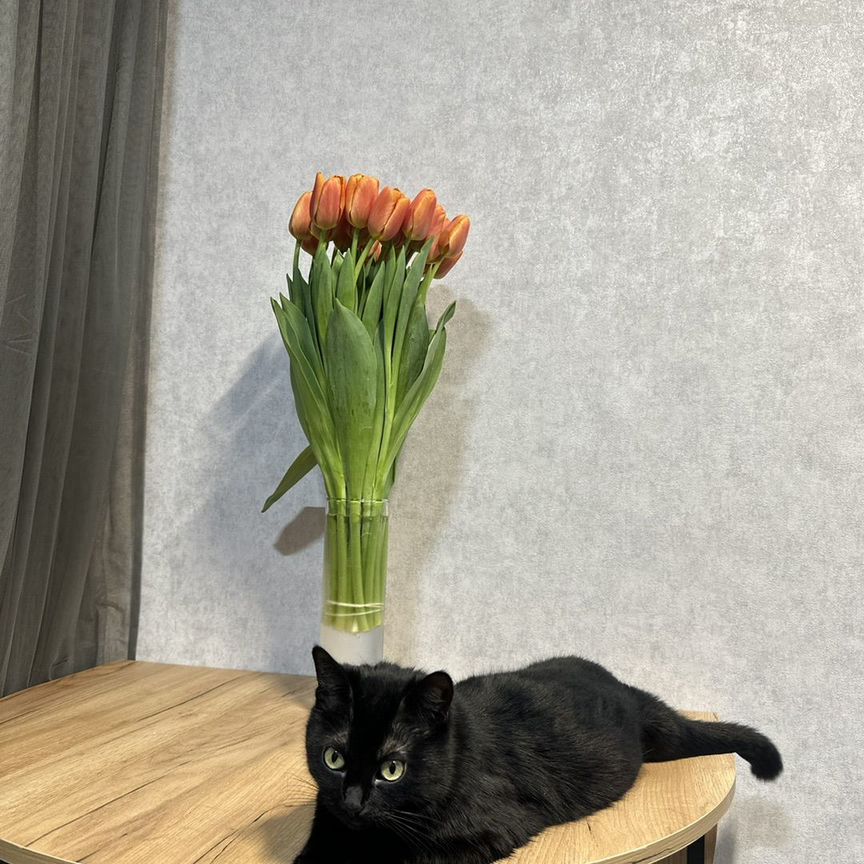Кошки