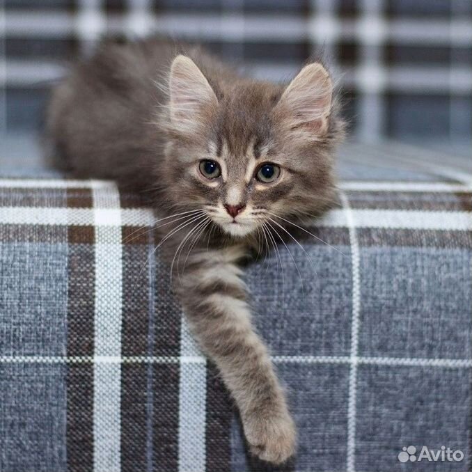 Котёнок (мальчик, 1.5 месяца) в дар