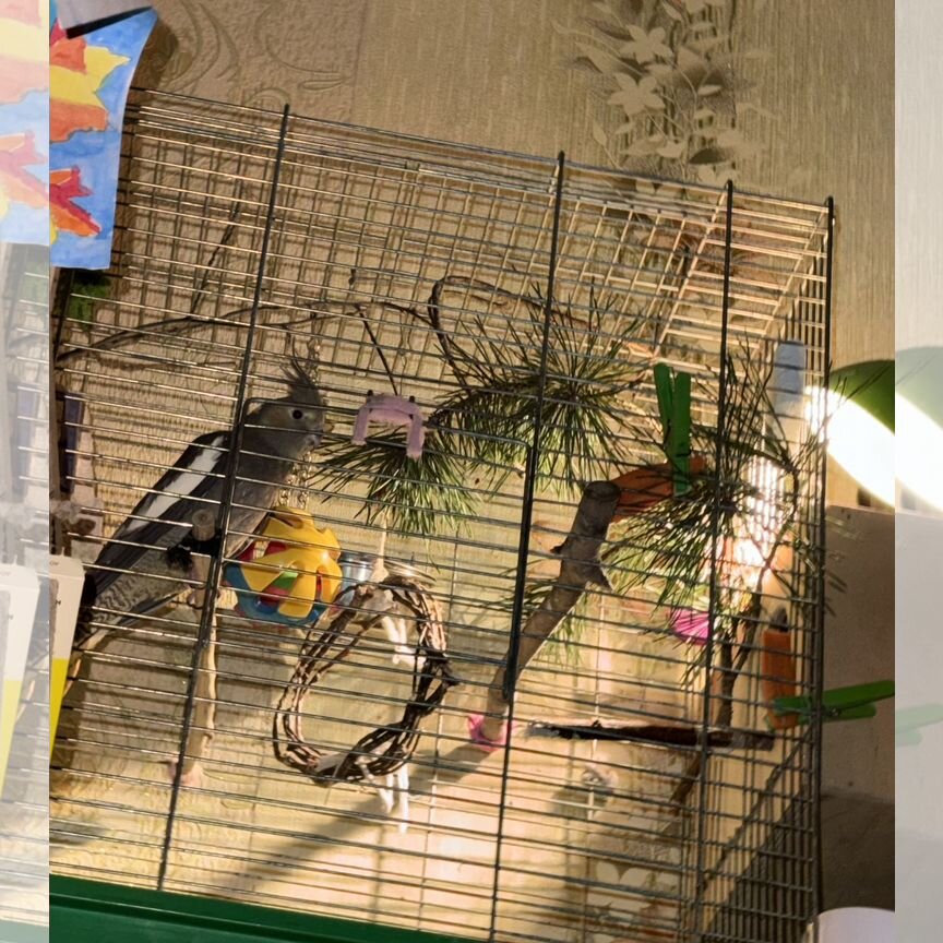 Попугай корелла птенцы