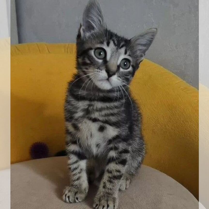 Отдадим котенка