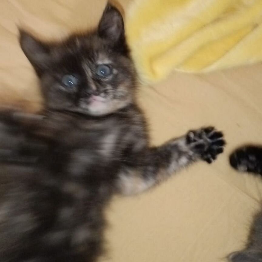 Пестренькая очаровашка невероятной милоты