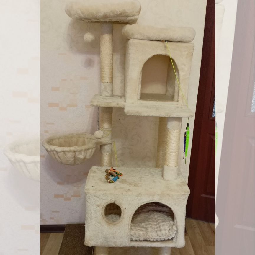 Канадский сфинкс котёнок