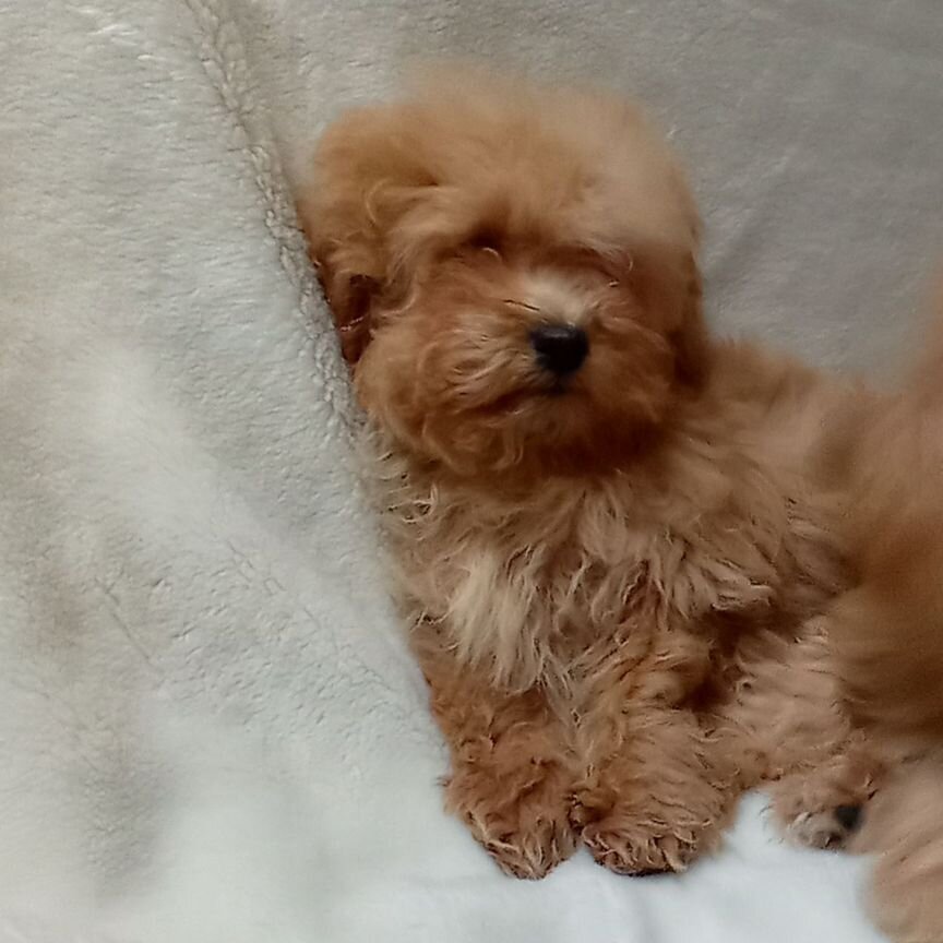 Щенки мальтипу f1 мини