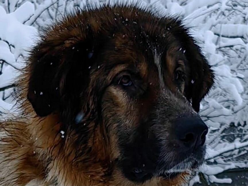 Собака в добрые руки