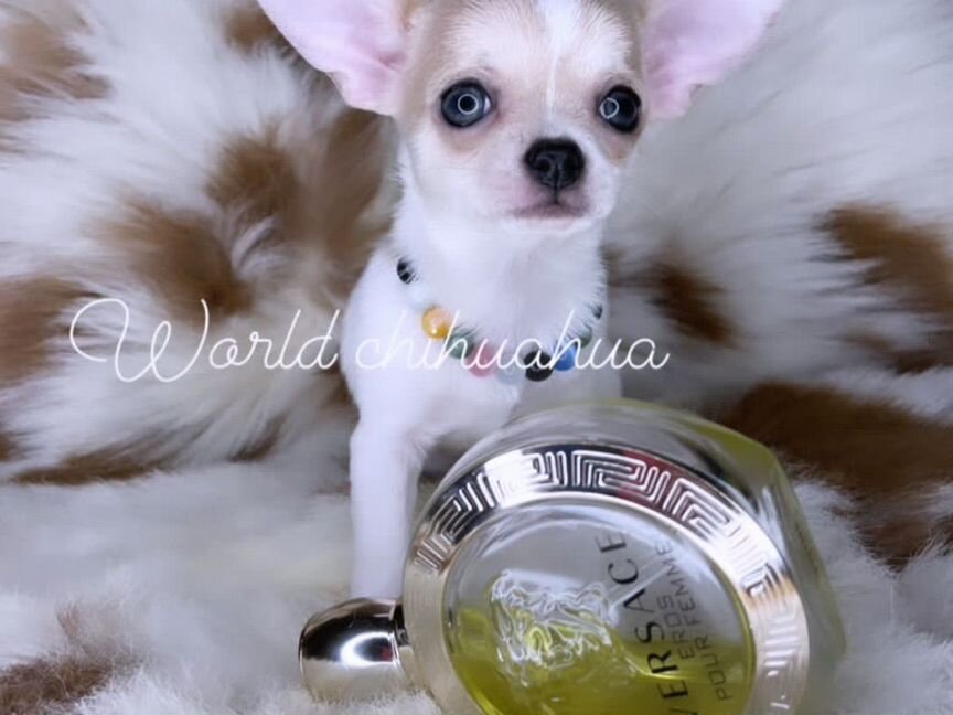 Лиловый бриллиант