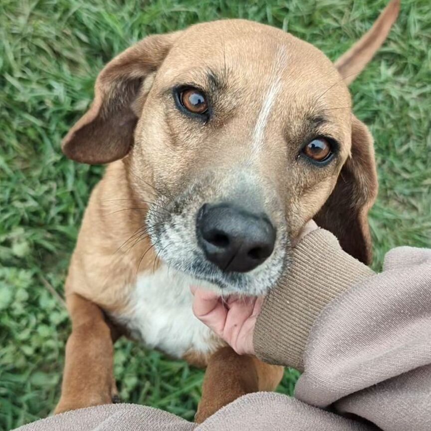 Взрослая собака в добрые руки