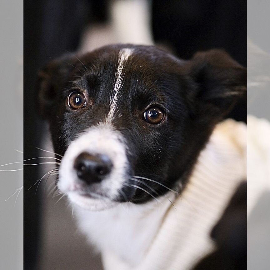 Щенок в добрые руки