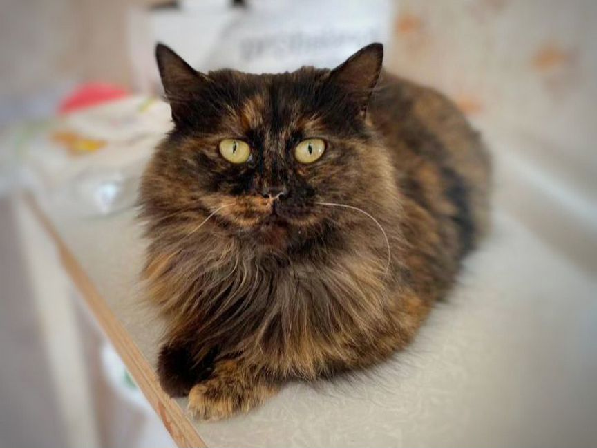 Длинношёрстка в добрые руки