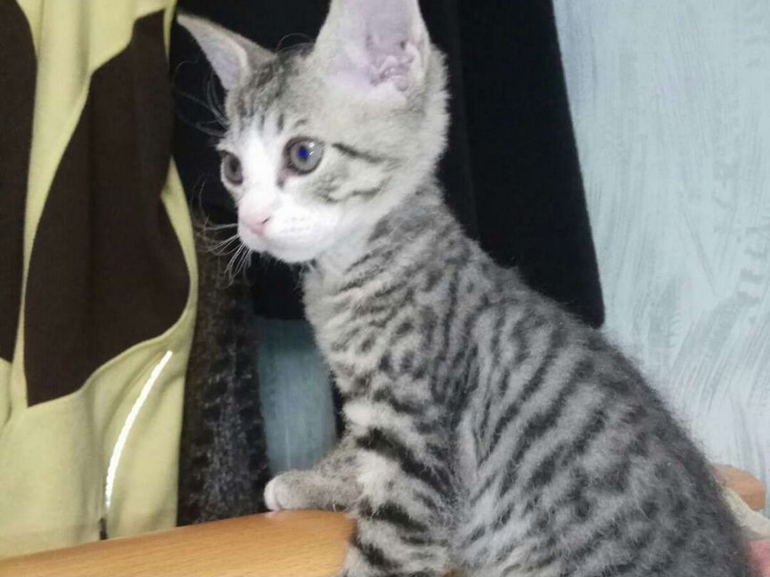 Кошечка, 3 месяца,Донской сфинкс