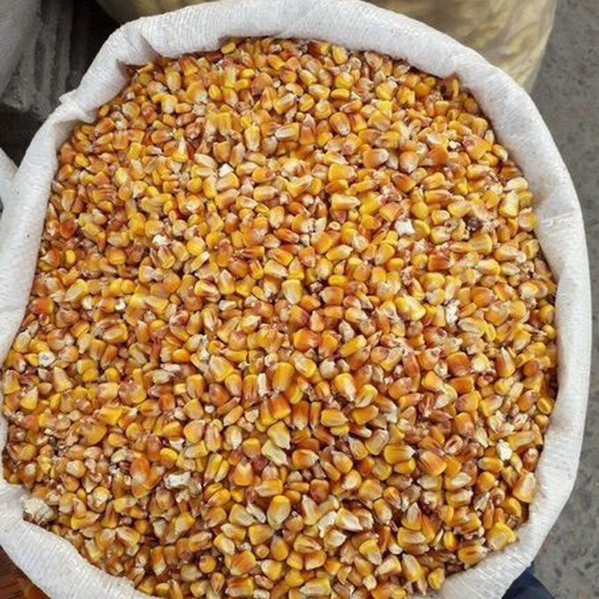 Кукуруза оптом