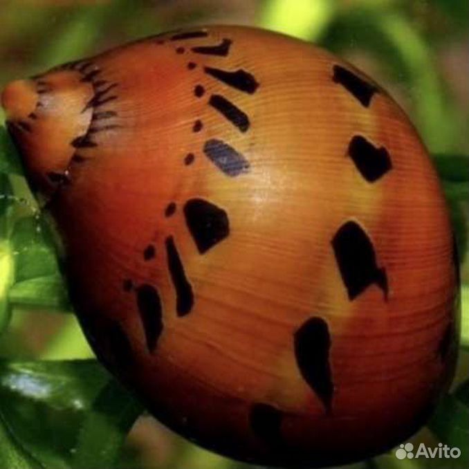 Улитки неретины красноточечная и зебра