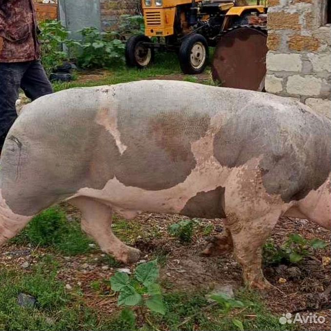 Продам рабочего кабана порода пьетрен