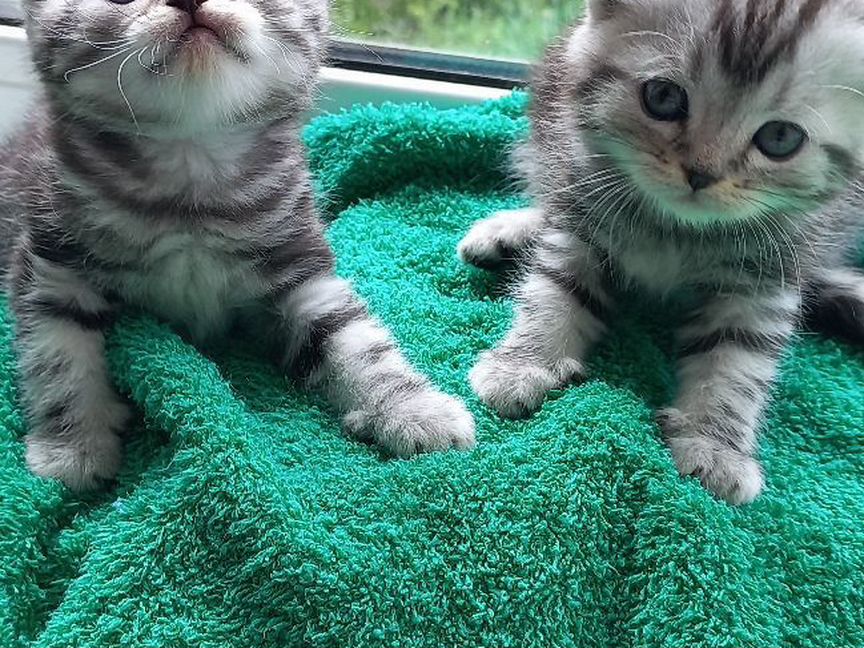 Шотландская вислоухая кошка