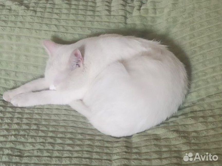 Кошка, котенок, белая