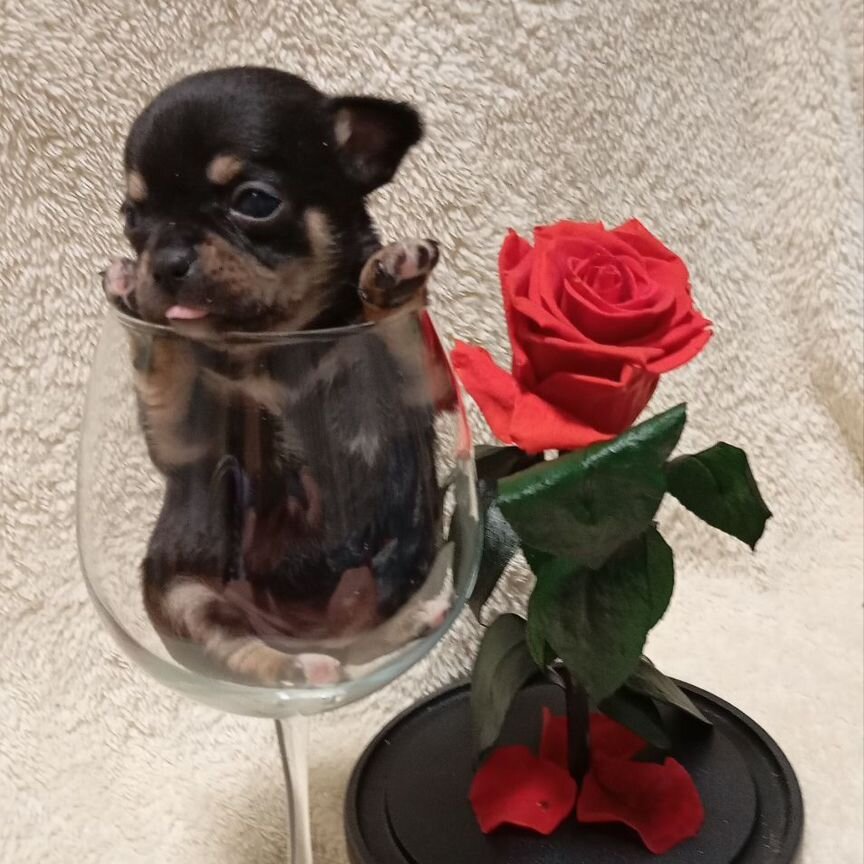 Щенки чихуахуа