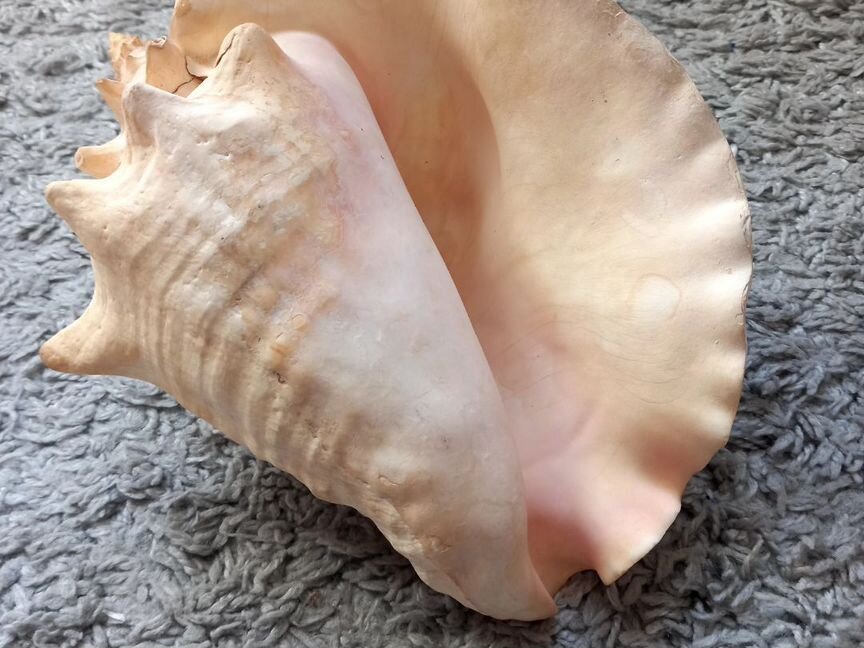 Океаническая ракушка