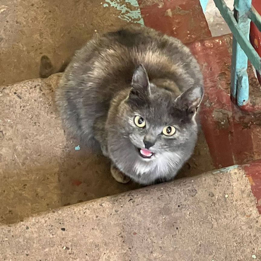 Беременная кошка
