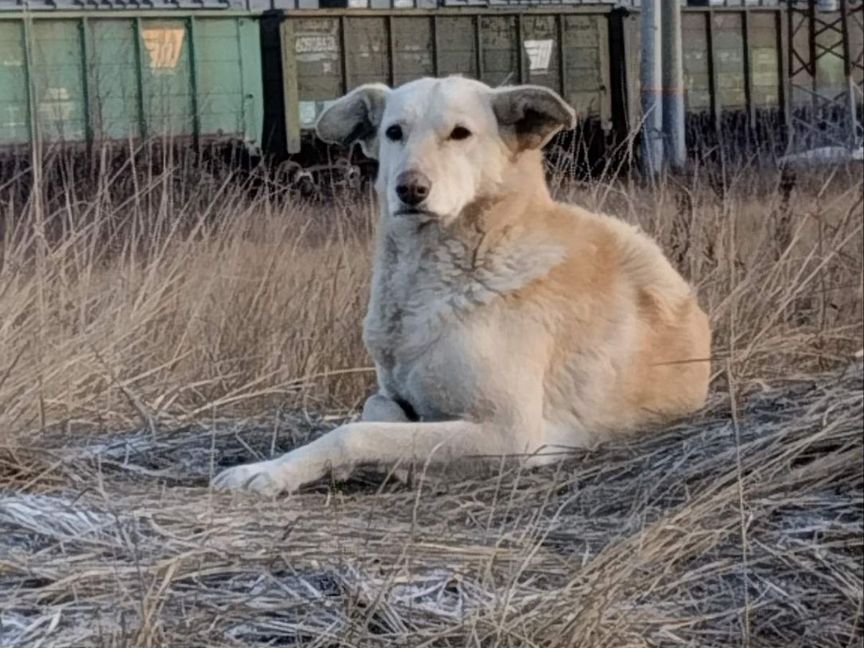 Собака в добрые руки