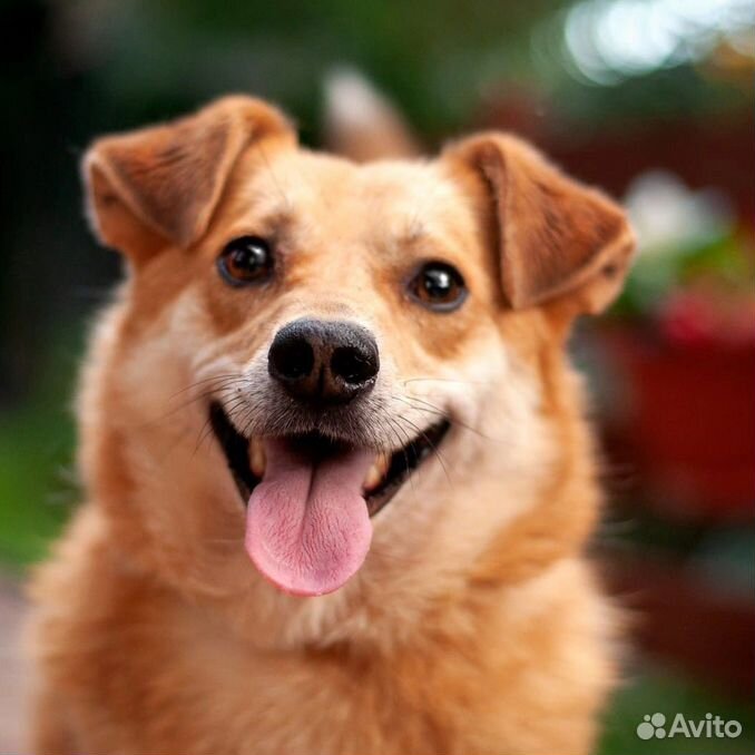 Лисик - небольшой молодой пёс