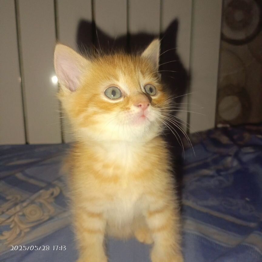 Котята в добрые руки бесплатно