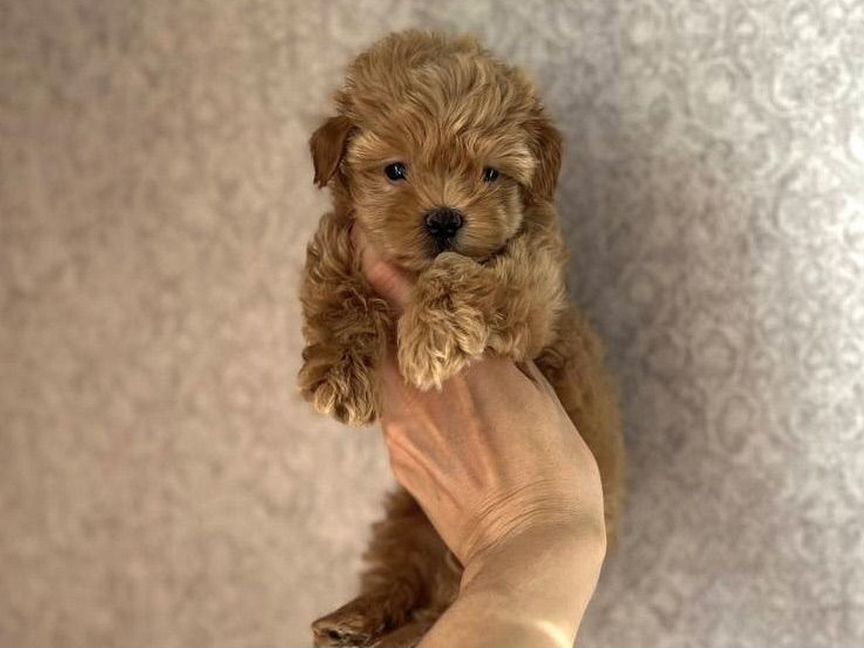 Мальтипу F1 mini мальчик капучино