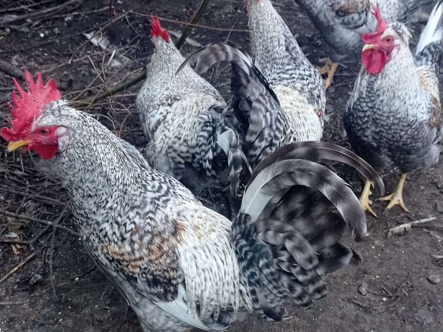 Петух Легбар кремовый