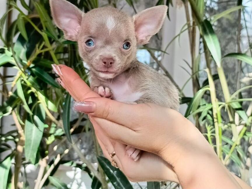 Щенки чихуахуа мини мальчик